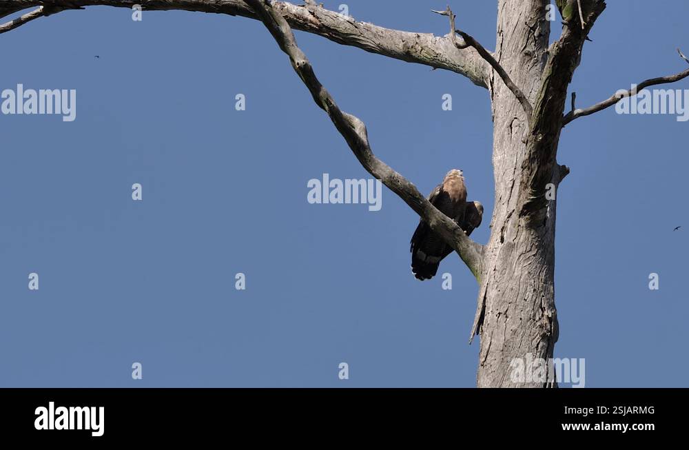 Grey Harrier Hawk hunts for food in holes of dry dead tree, blue sky ...
