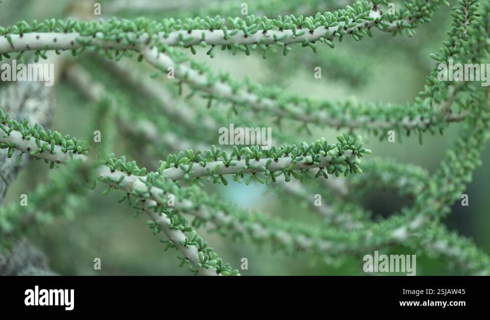 Closer view and left side truck camera movement from an Ceraria Stock ...