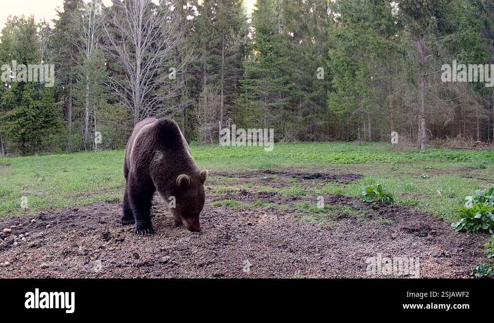 A fluffy big bear scratching the ground in the forest trail camera in Estonia Stock Video ...
