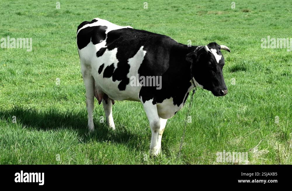 Clip of dairy cattle cows used to produce milk and other dairy products ...