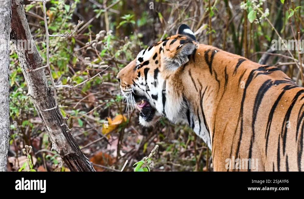 Tiger wandering in the jungle, giving visitors a magnificent sight ...