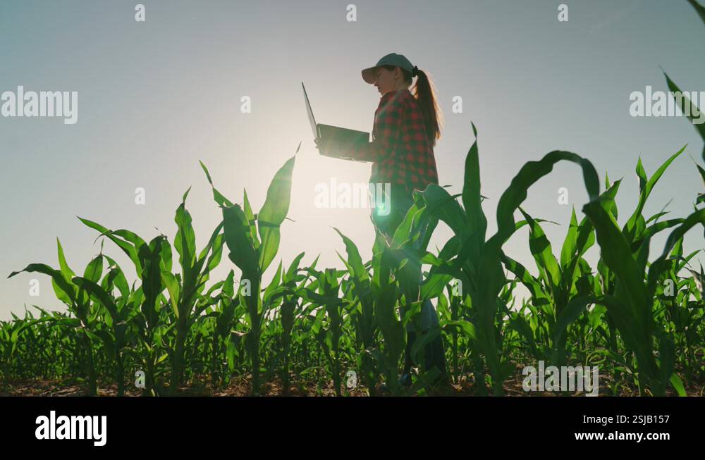 Farmer Businesswoman in corn field works with computer. Modern digital ...