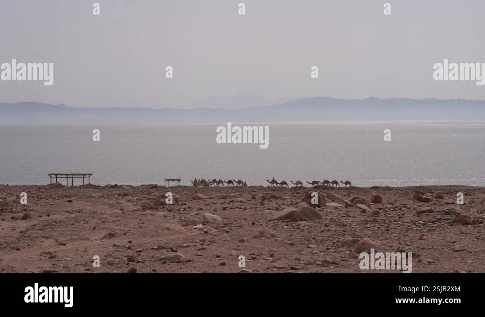 Tourists Riding A Camel Traveling Across The Red Sea Coastline In Egypt ...