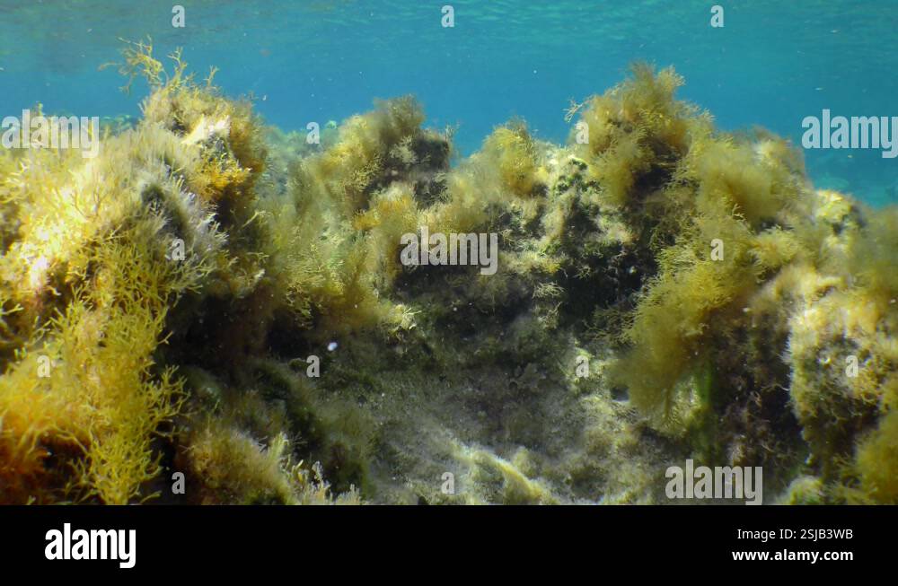 Underwater landscape with brown algae and moving the sun's rays, medium ...