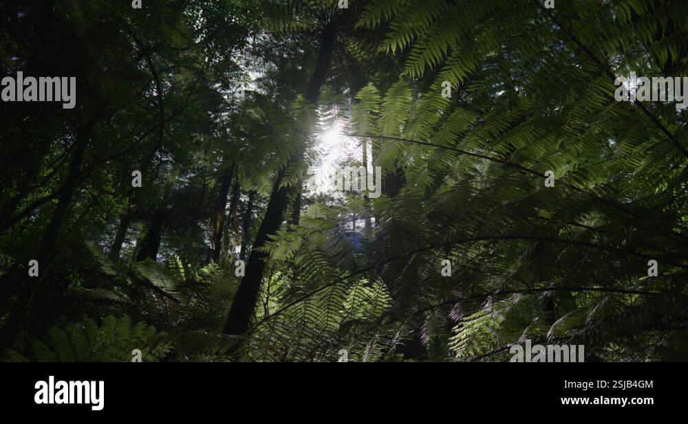 Lens flare behind ferns in Redwood forest, Rotorua, New Zealand Stock ...