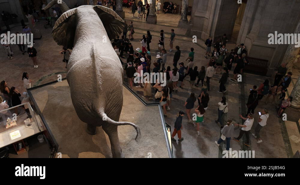 National Museum of Natural History Washington DC elephant 4K Stock ...