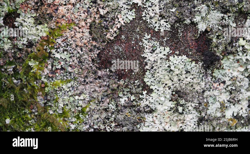 Lichens in the tree Stock Videos & Footage - HD and 4K Video Clips - Alamy