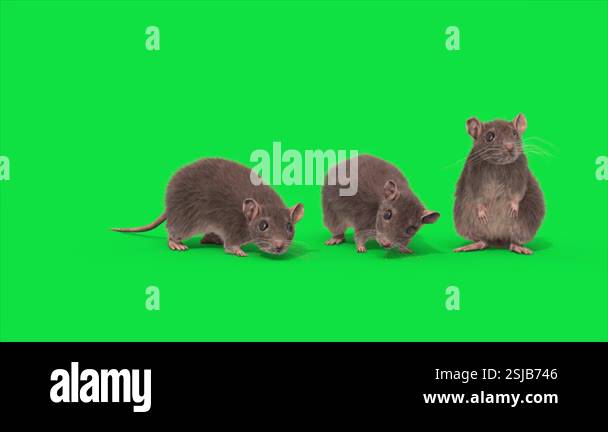 Green Screen Three Rat real fur Animals 3D Animations Rendering CGI 4K ...
