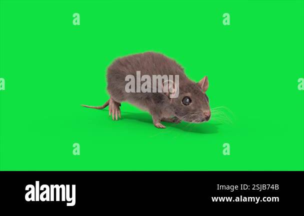 Green Screen Rat real fur Walkcycle Loop Animals 3D Animations ...