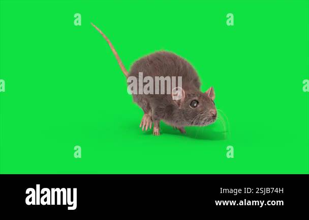Green Screen Rat real fur Runcycle Loop Animals 3D Animations Rendering ...