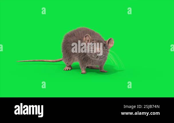 Green Screen Rat real fur Look Around Loop Animals 3D Animations ...