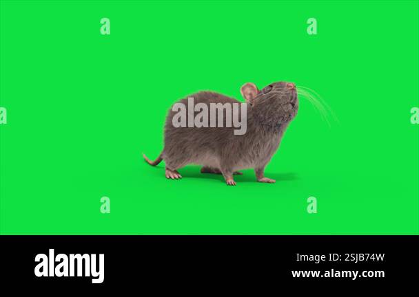 Green Screen Rat real fur Alert Loop Animals 3D Animations Rendering ...