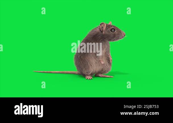 Green Screen Rat real fur Sitting Loop Animals 3D Animations Rendering ...