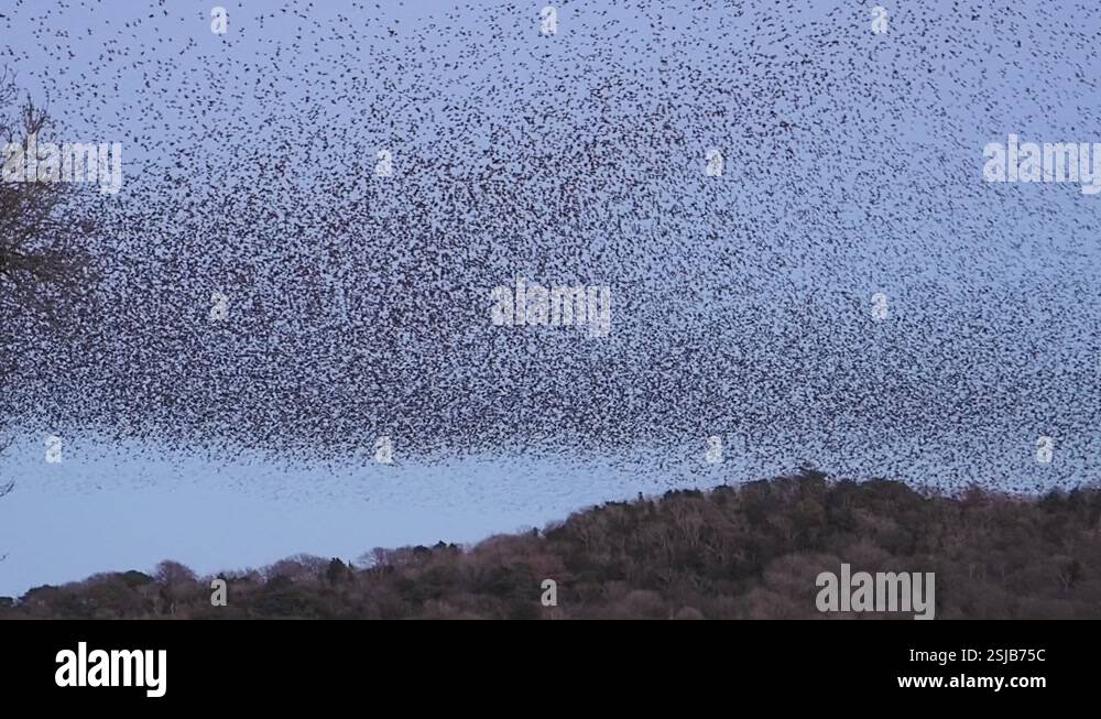 Flocks of Common Starlings murmerating as they fly in to roost at ...