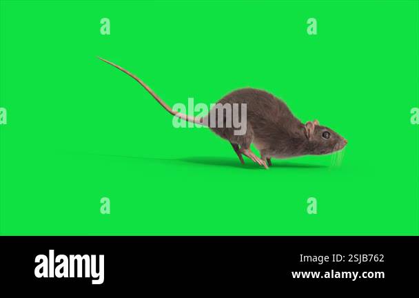 Green Screen Rat real fur Runcycle Side Loop Animals 3D Animations ...