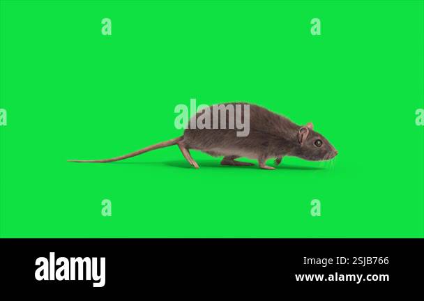 Green Screen Rat real fur Walkcycle Side Loop Animals 3D Animations ...