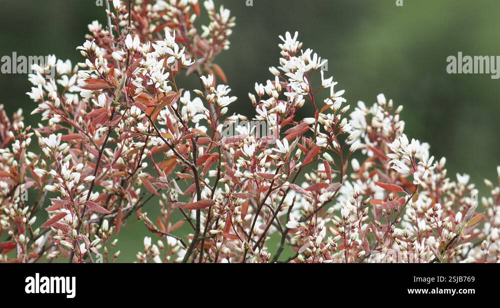 An Amelanchier tree in blossom in an Ambleside garden, UK Stock Video ...
