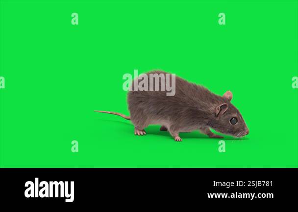Green Screen Rat real fur Eating Loop Animals 3D Animations Rendering ...