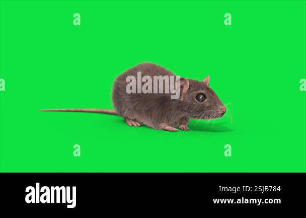 Green Screen Rat real fur Lying Loop Animals 3D Animations Rendering ...