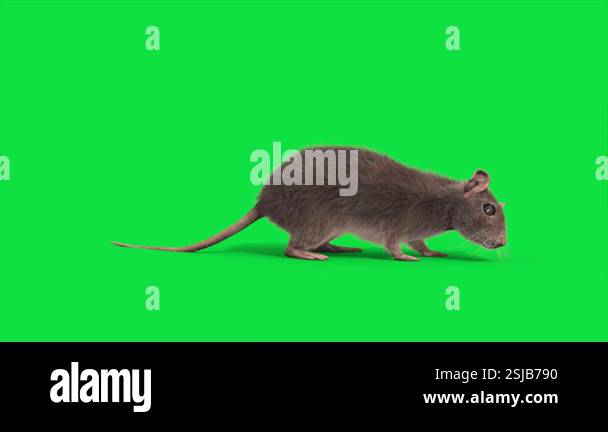 Green Screen Rat real fur Stunned Loop Animals 3D Animations Rendering ...