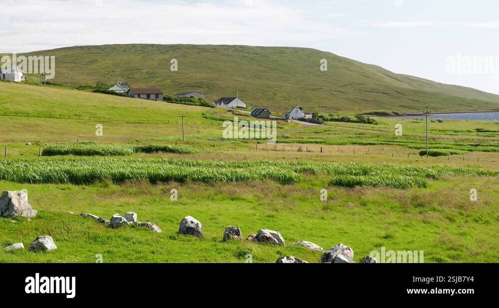 Iris beds blowing in the strong wind at Ura Firth, Mainland Shetland ...