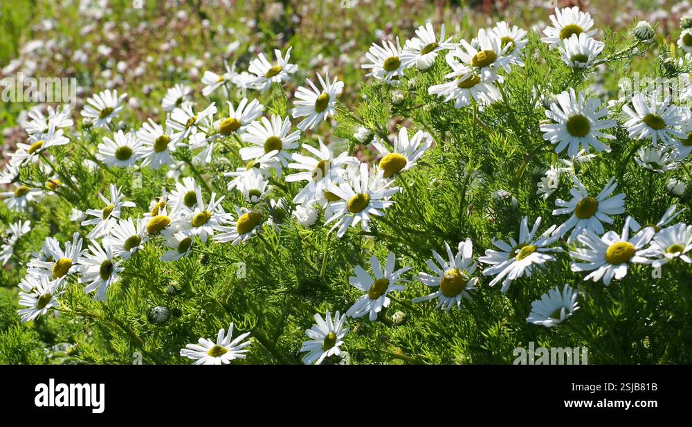 Daisies blowing in a strong wind at Ura Firth on Mainland Shetland ...