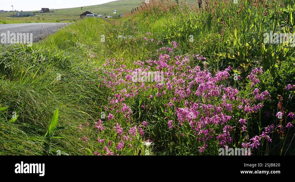 Ragged Robin blowing in a strong wind at Ura Firth on Mainland Shetland ...