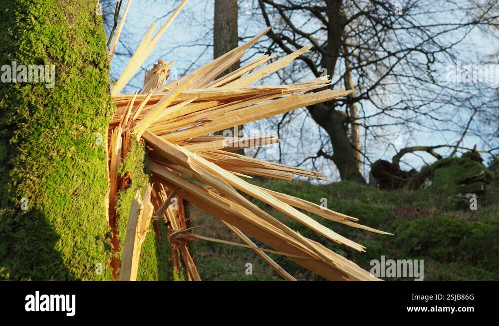 A tree snapped and splintered by storm Arwen at Tarn Hows, Lake ...