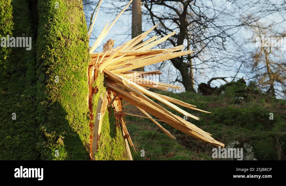 A tree snapped and splintered by storm Arwen at Tarn Hows, Lake ...