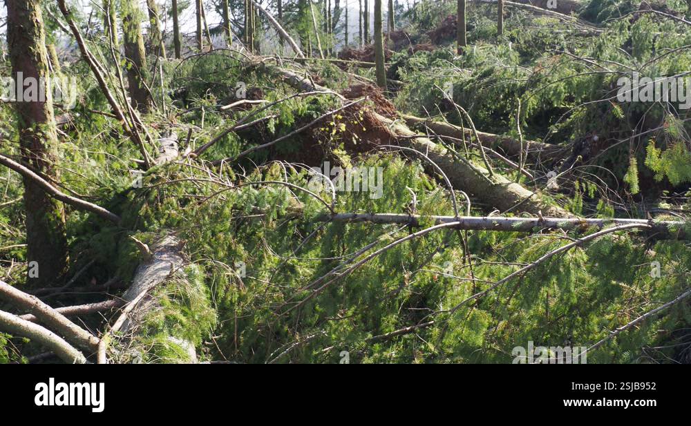 Trees blown over by storm Arwen on the shores of Esthwaite, Lake ...