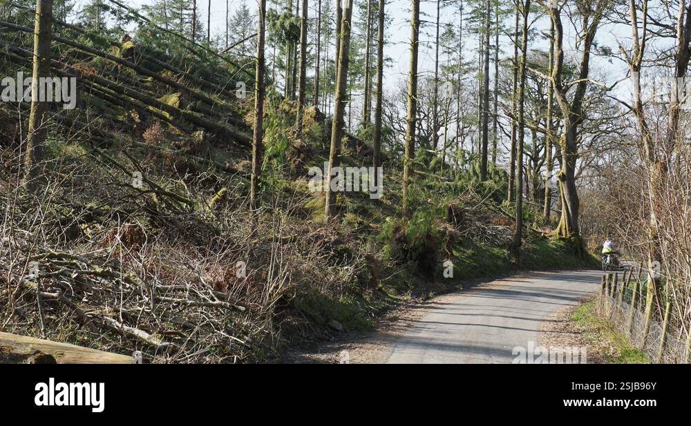 Trees blown over by storm Arwen on the shores of Esthwaite, Lake ...