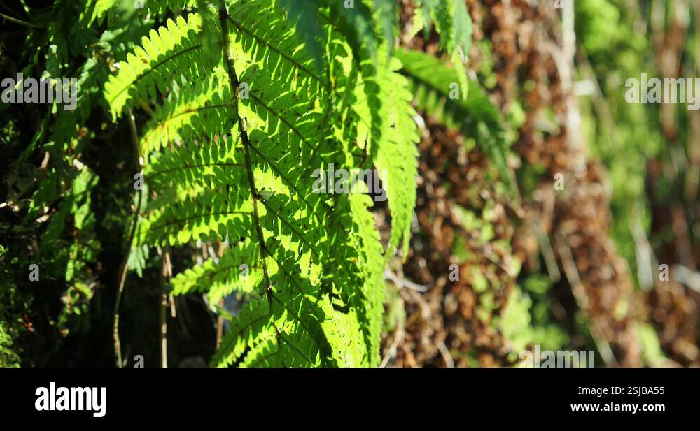 Ferns backlit by the sun in Ambleside, Lake District, UK Stock Video ...