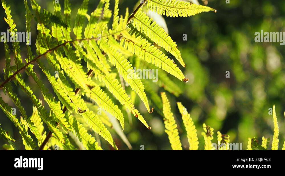 Ferns backlit by the sun in Ambleside, Lake District, UK Stock Video ...