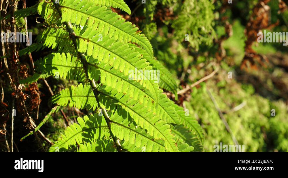 Ferns backlit by the sun in Ambleside, Lake District, UK Stock Video ...