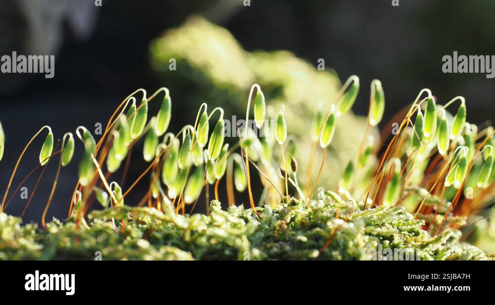 Spore cases on clumps of moss on a wall in Ambleside, Lake District, UK ...