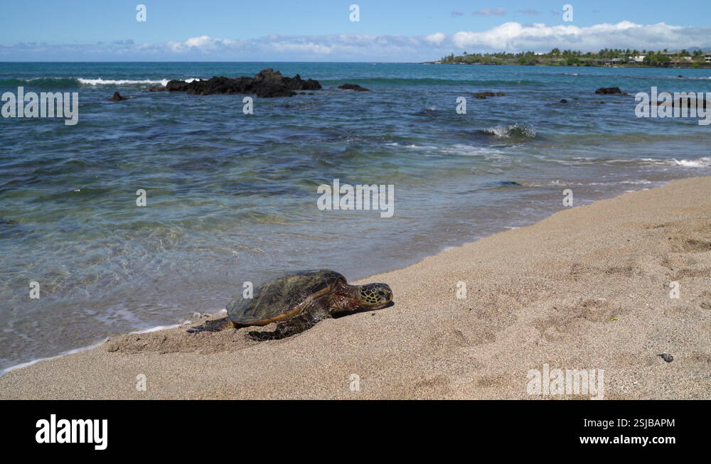 Hawaii Sea Turtle. Tourist woman on vacation taking photo with phone of ...