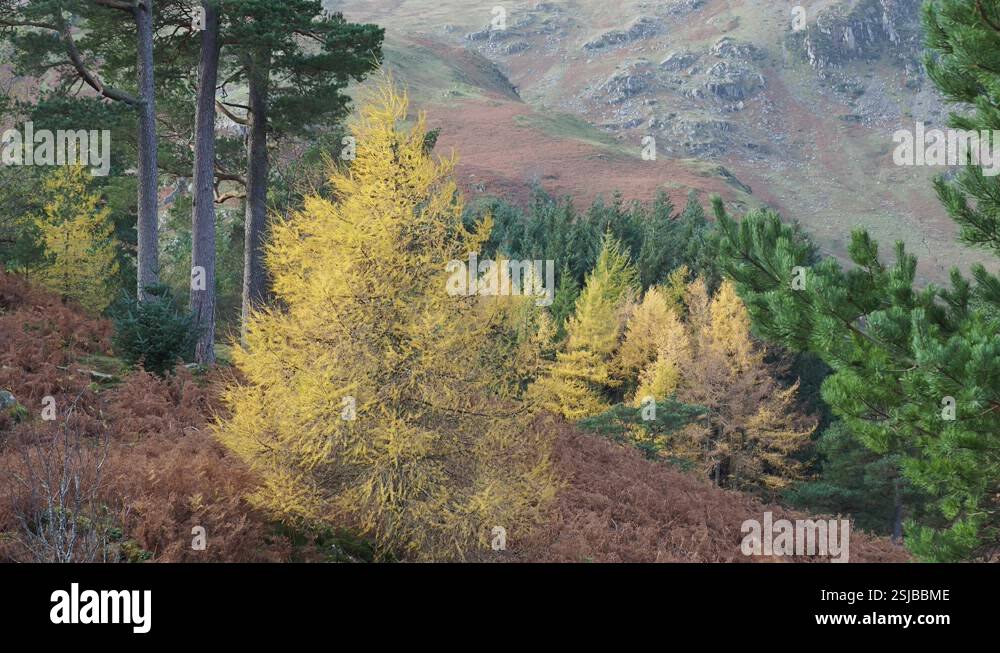 Autumn colours in woodland being blown around by strong winds above ...