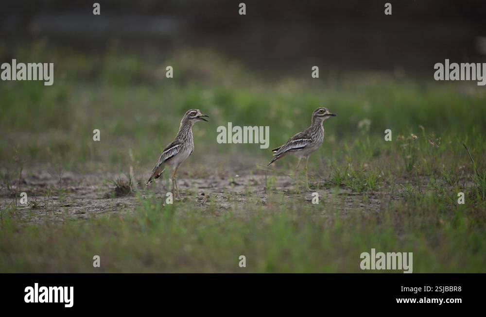 Matting dance of Birds (Indian Thick-knee Burhinus indicus Stock Video ...