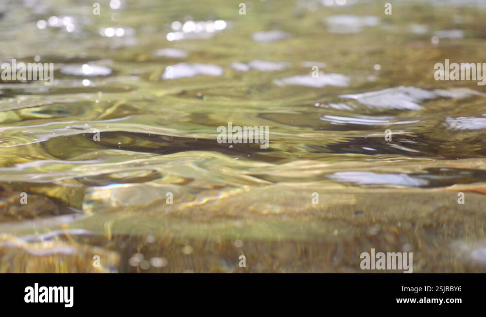 A clear stream with sparkling water surface Stock Video Footage - Alamy