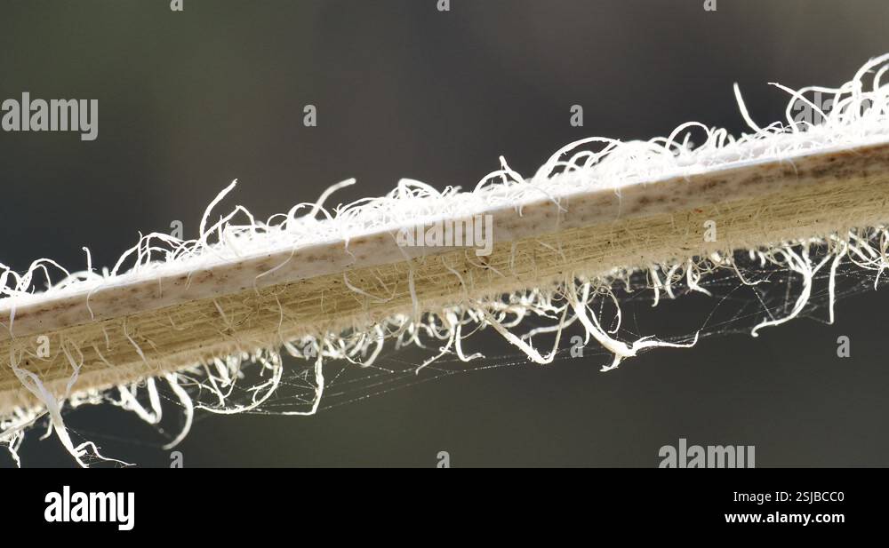 Poplar wood splintered by Storm Arwen blowing a tree over in Paxton ...