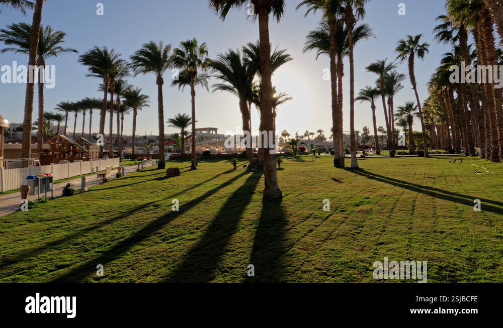 Pan shot of rows of palm trees with sun rising through the tree trunks ...