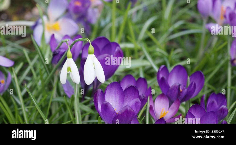 Crocus and Snowdrops flowering in Windermere, Lake District, UK Stock ...