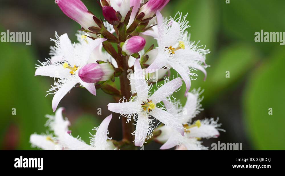 A flowering Bog Bean, Menyanthes trifoliata, Harrogate, UK Stock Video ...
