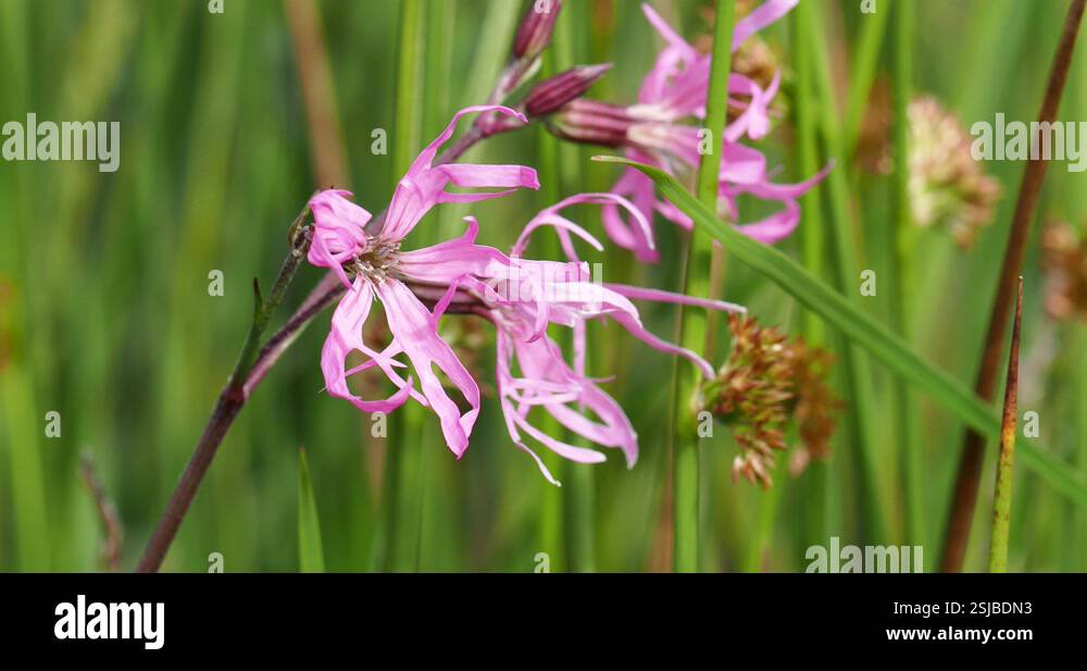 Ragged Robin, Silene flos-cuculi, flowering in a traditional hay meadow ...