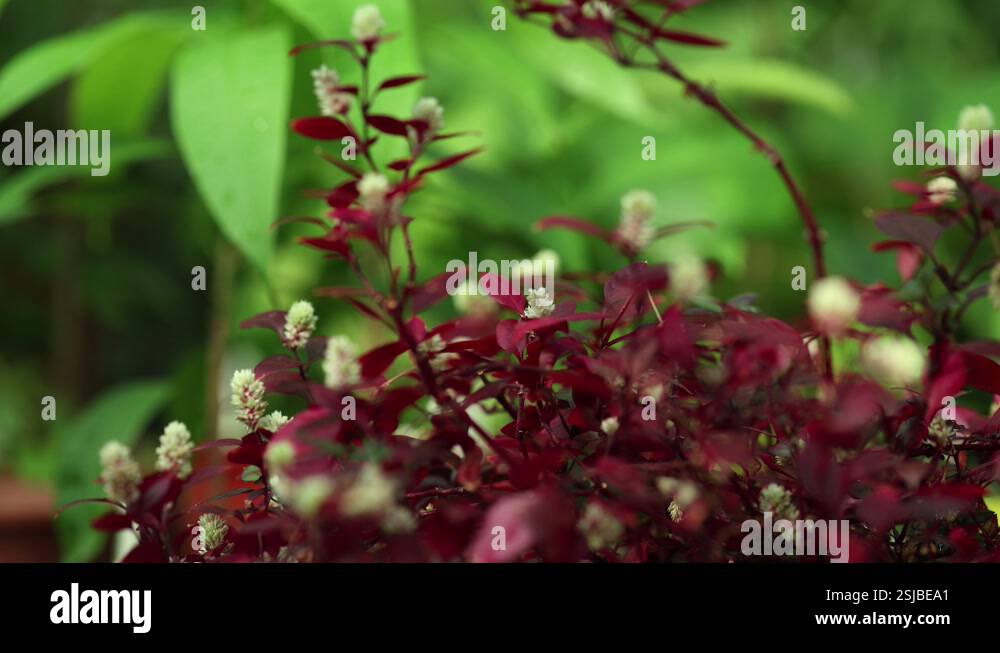 Fixed view and zoom out camera movement from an Alternanthera dentata ...
