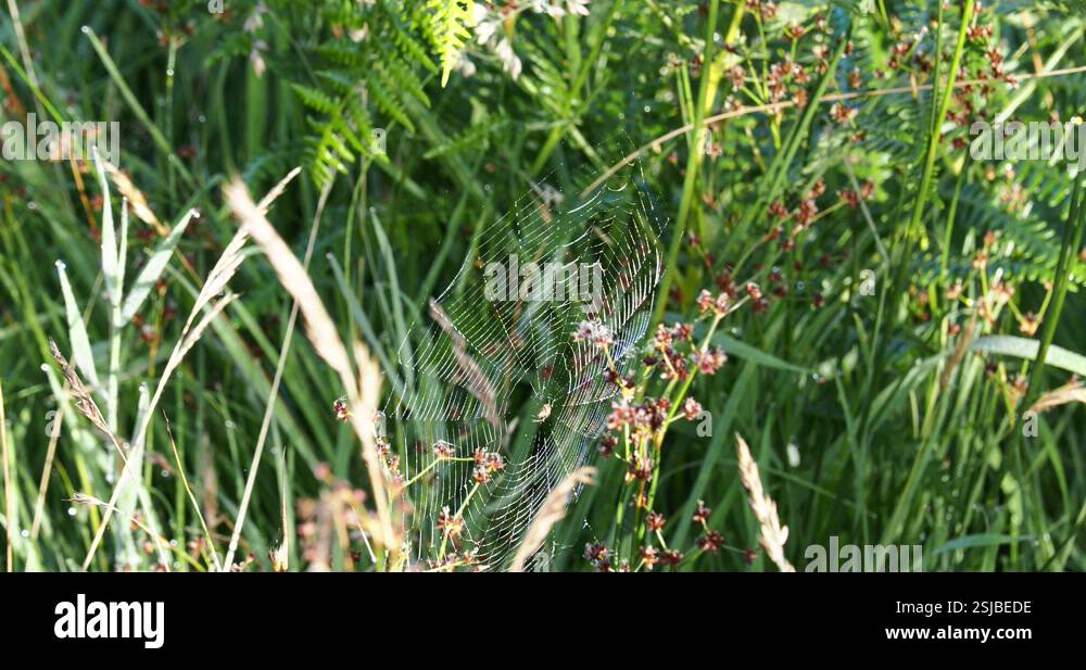 A spiders web and spider, covered in dew on Wansfell, Ambleside, Lake ...