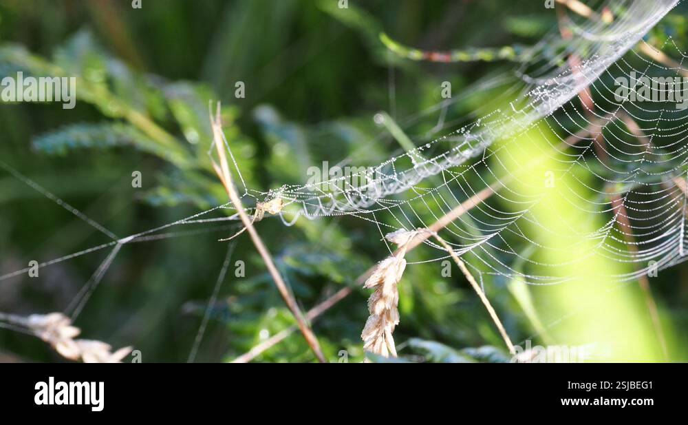 A spiders web covered in dew on Wansfell, Ambleside, Lake District, UK ...