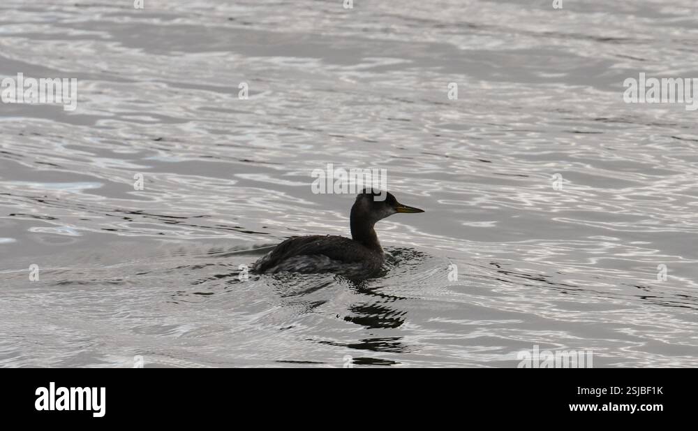 A Red Necked Grebe, Podiceps grisegena on Cavendish dock, Barrow in ...
