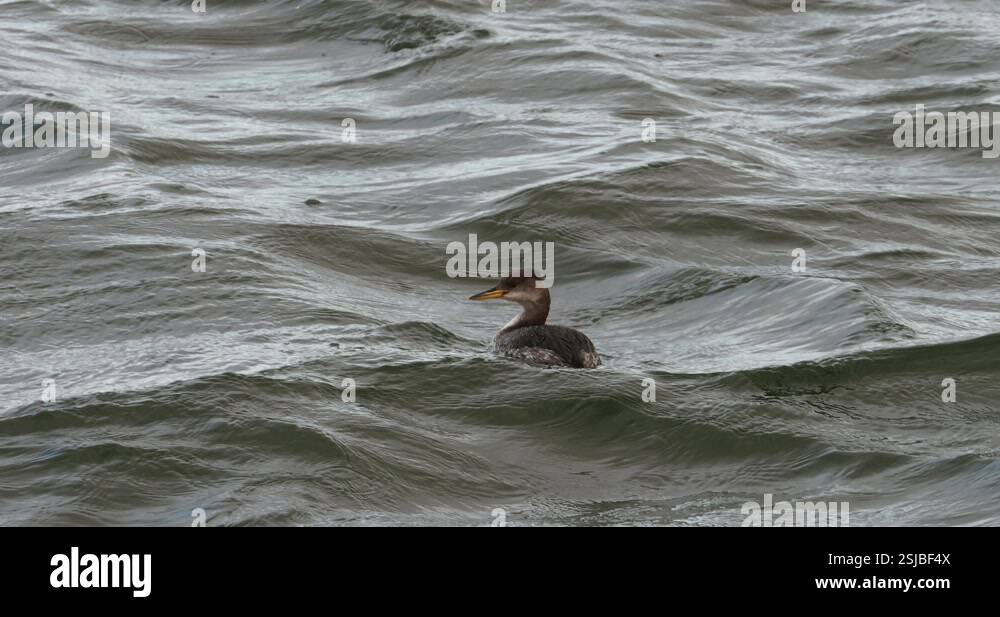 A Red Necked Grebe, Podiceps grisegena on Cavendish dock, Barrow in ...