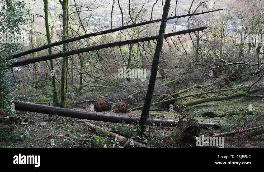 Trees in Ambleside blown over in woodland by Storm Arwen, an extrmely ...